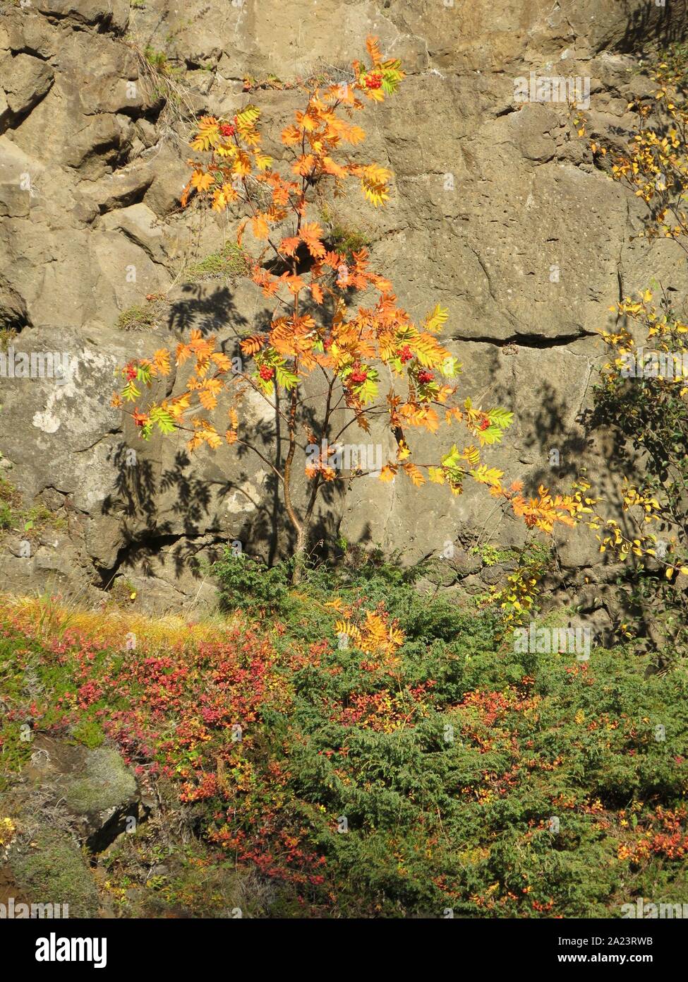 Autumn coloured foliage and vegetation covers the volcanic landscape at ...