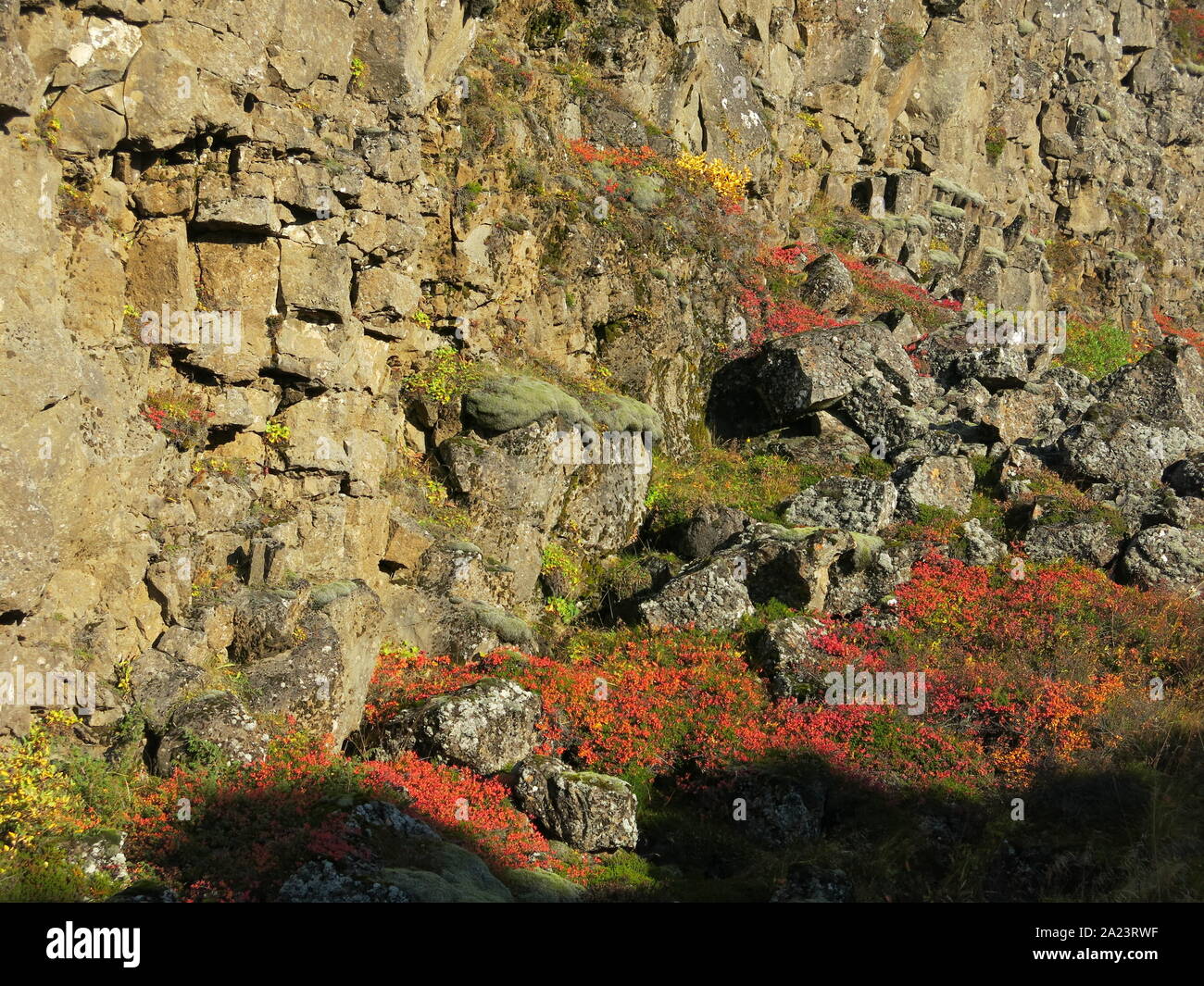 Autumn coloured foliage and vegetation covers the volcanic landscape at ...