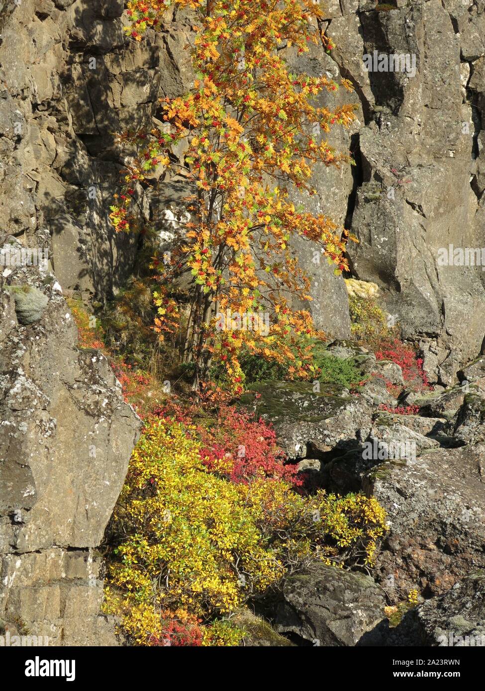 Autumn coloured foliage and vegetation covers the volcanic landscape at ...