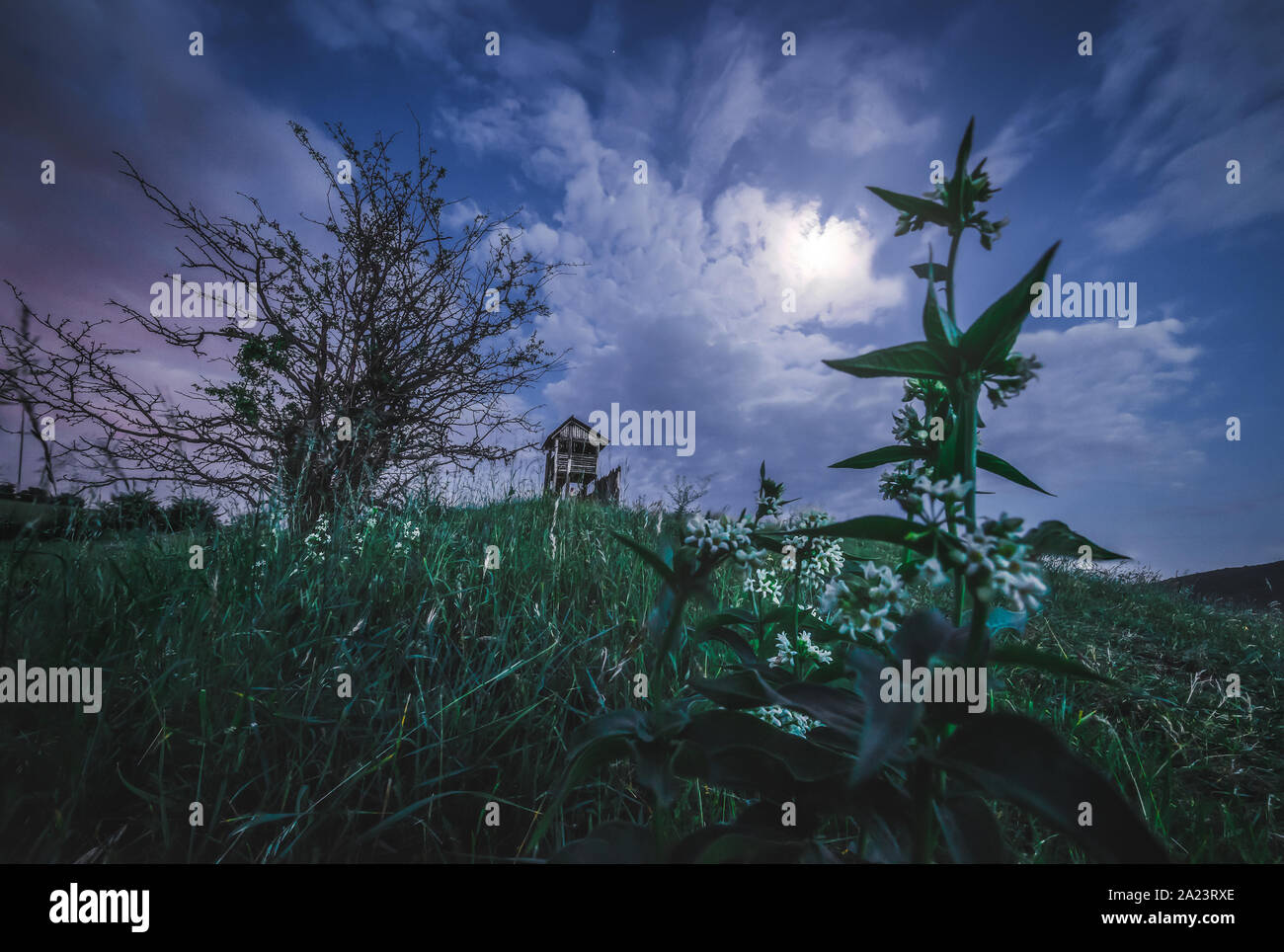 Nature Landscape with Bare Tree, Flowers and Observation Tower at Night ...
