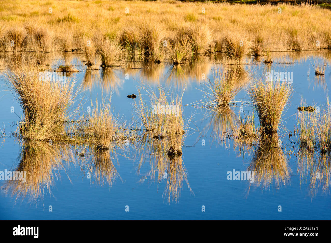 Hummocks of marsh grasses in a salt water marsh, St. Marks National ...