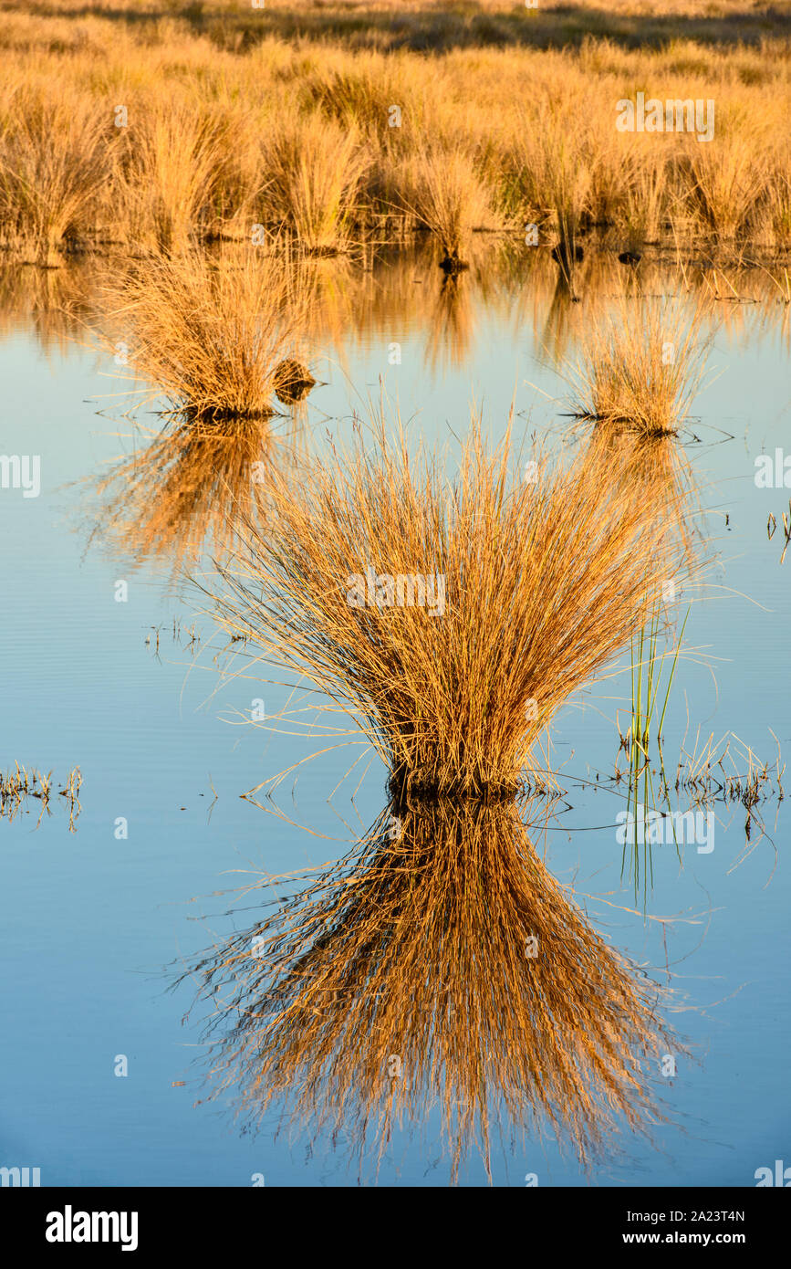 Hummocks of marsh grasses in a salt water marsh, St. Marks National ...
