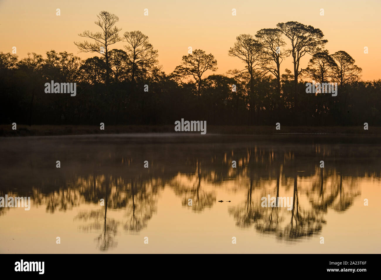 Picnic pond at dawn, St. Marks National Wildlife Refuge, Florida, USA ...