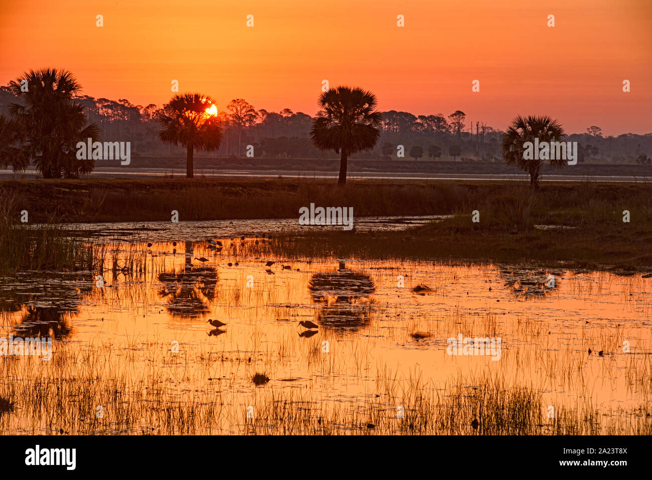 Sunrise at Picnic Pond, St. Marks National Wildlife Refuge, Florida ...