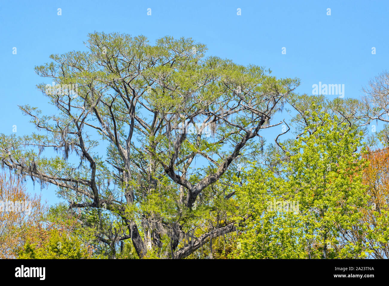 Spring trees overhanging the Wakulla Springs, Edward Ball Wakulla ...