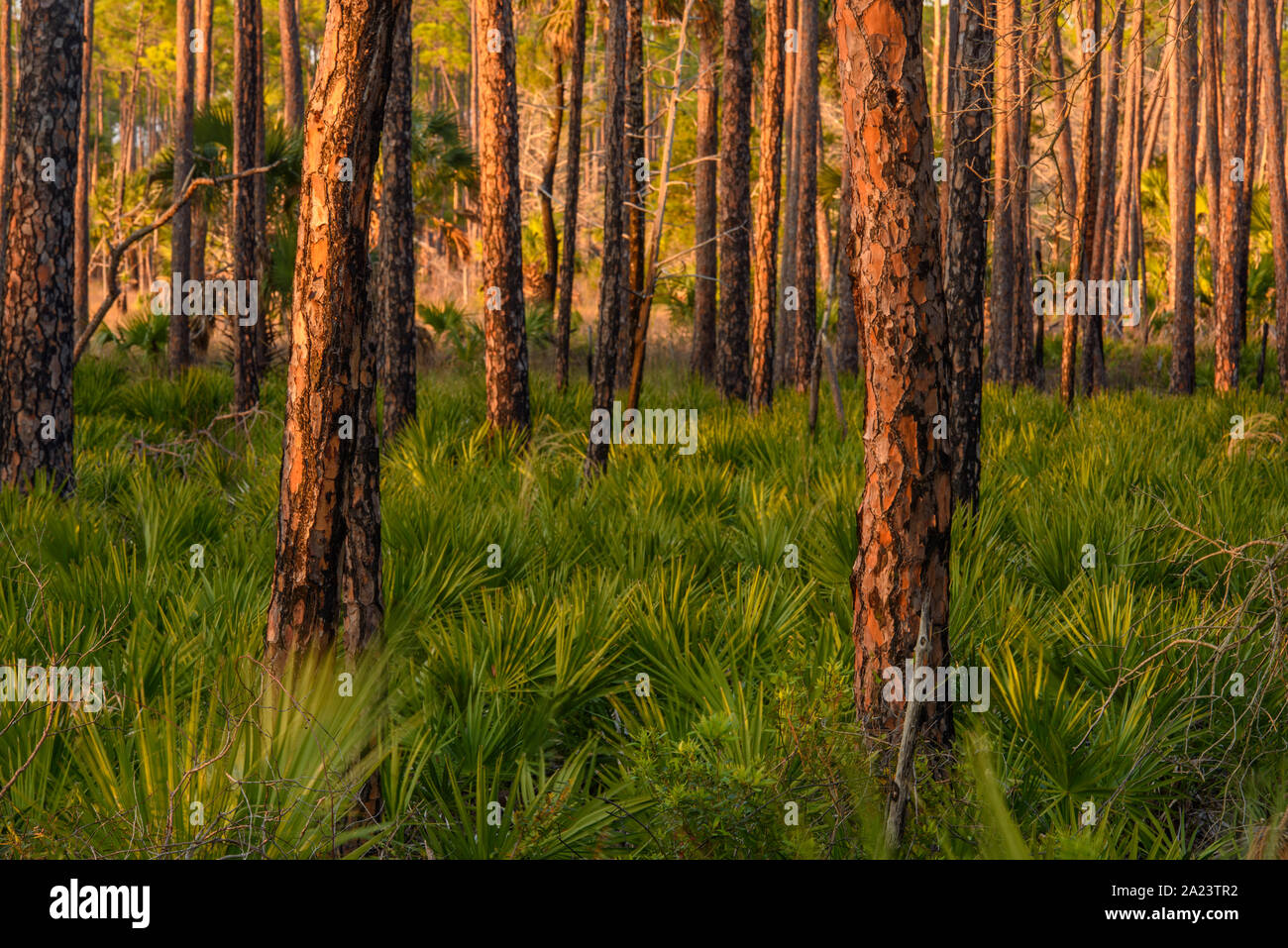 Pine flatwoods florida hi-res stock photography and images - Alamy