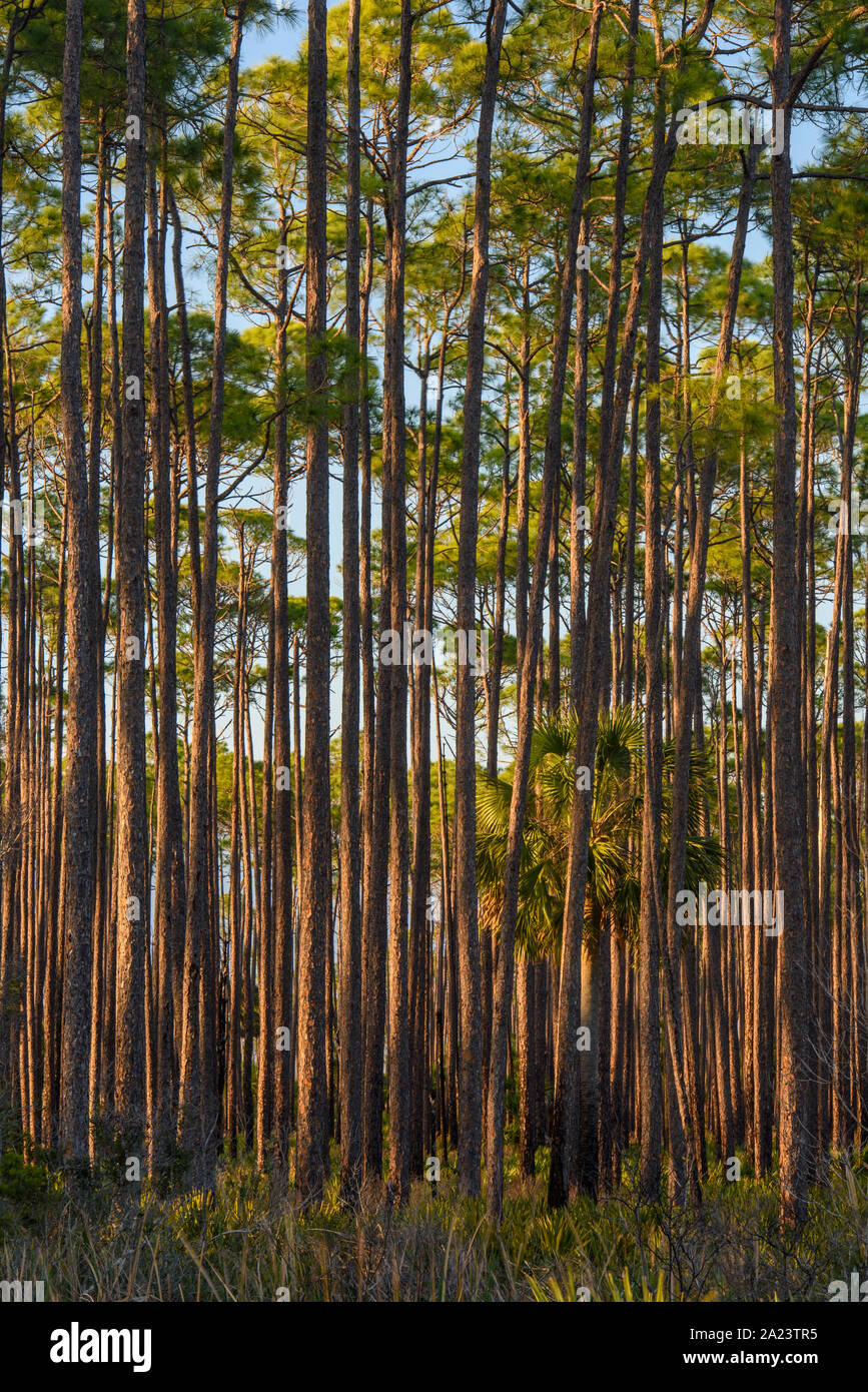 Florida Flatwoods Pine Landscape High Resolution Stock Photography and ...