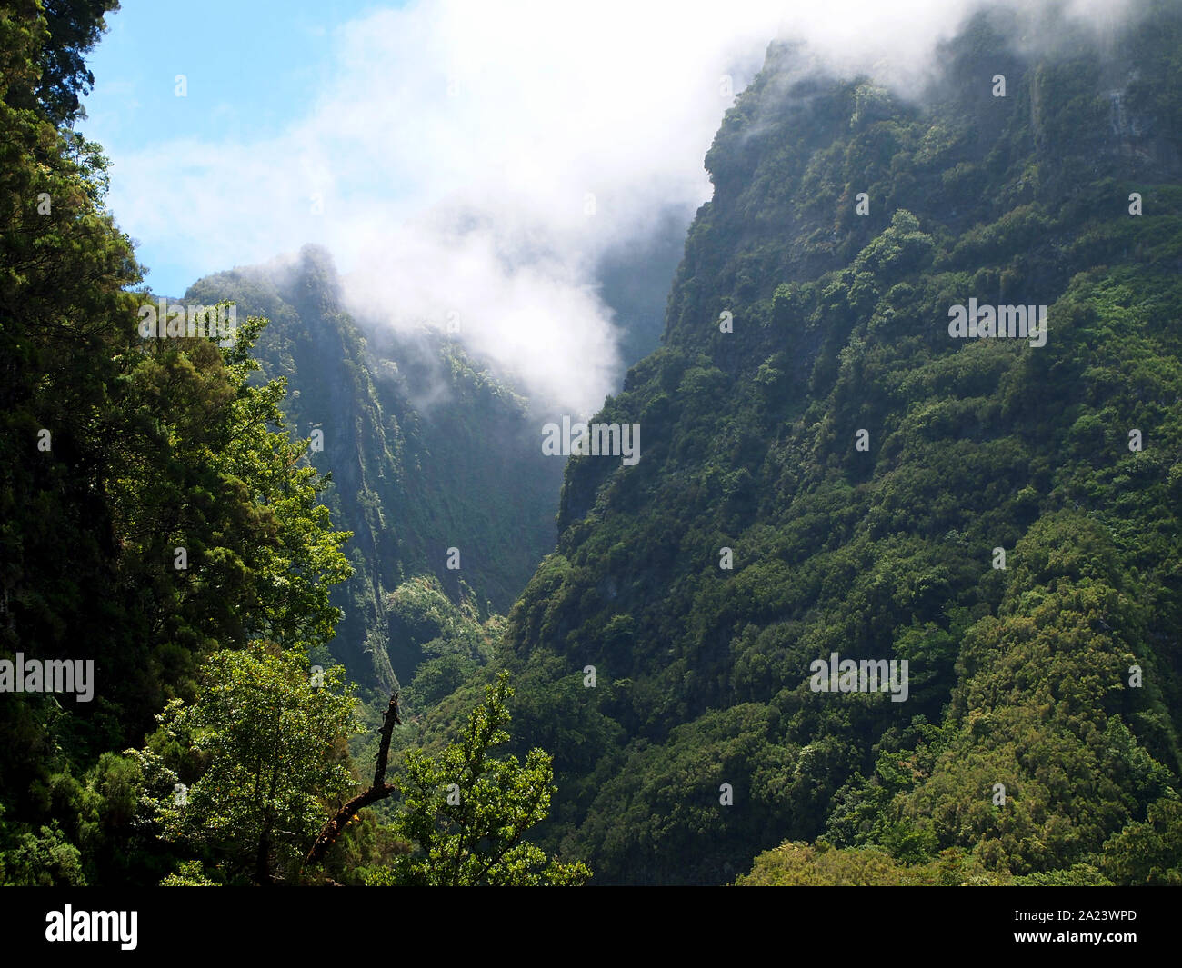 Habitats are subtropical forest hi-res stock photography and images - Alamy