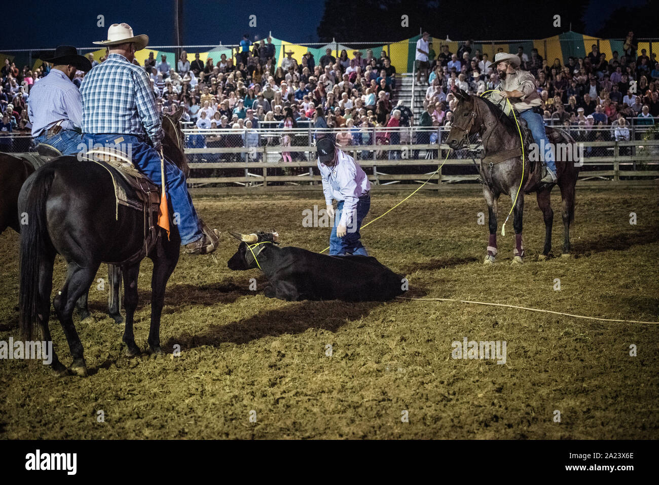 Country fair calf roping contest Stock Photo - Alamy