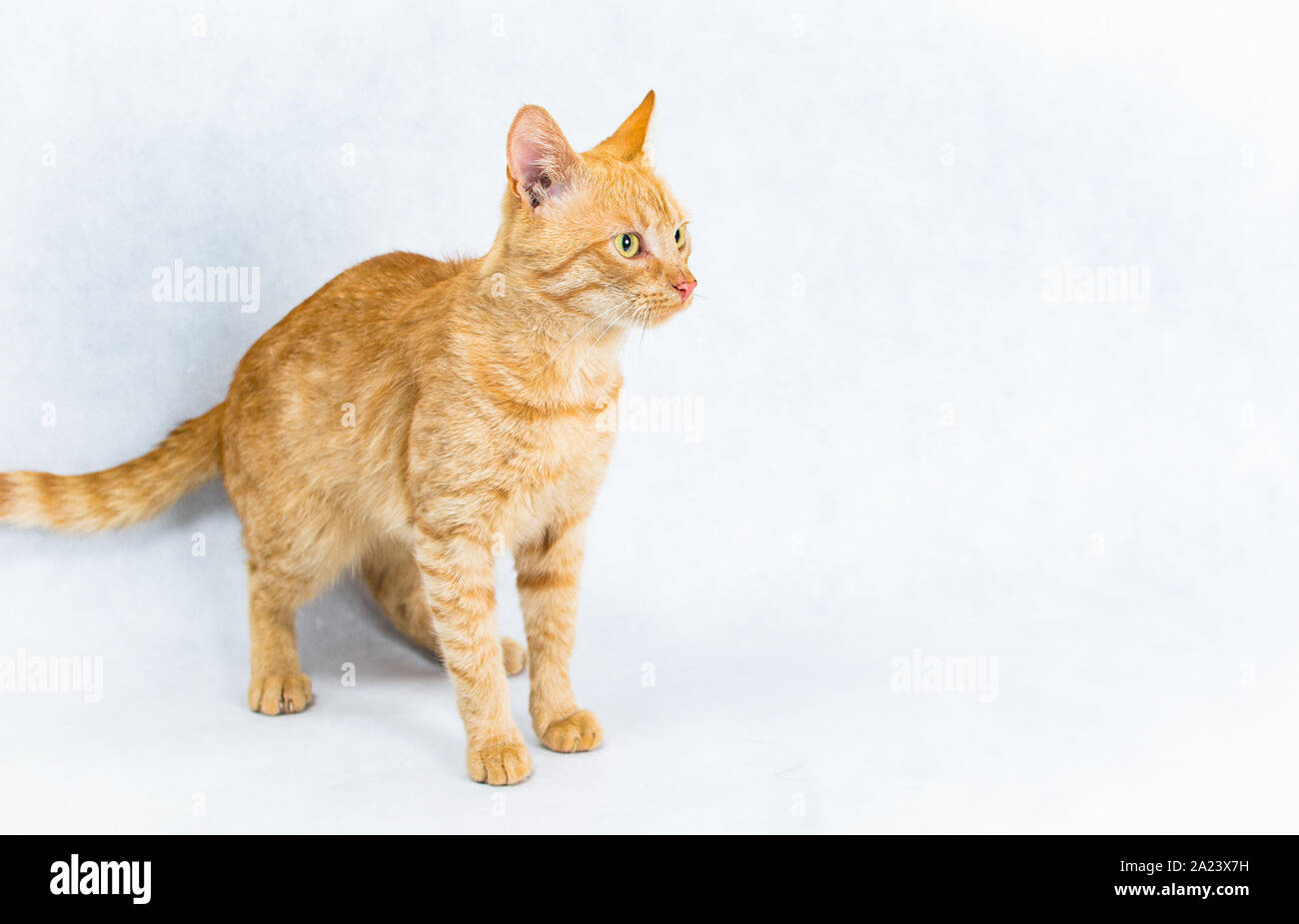Ginger mixed-breed tom cat preparing for jump Stock Photo - Alamy