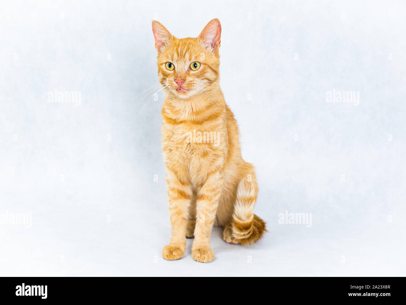 Sitting ginger tom cat on white background Stock Photo - Alamy