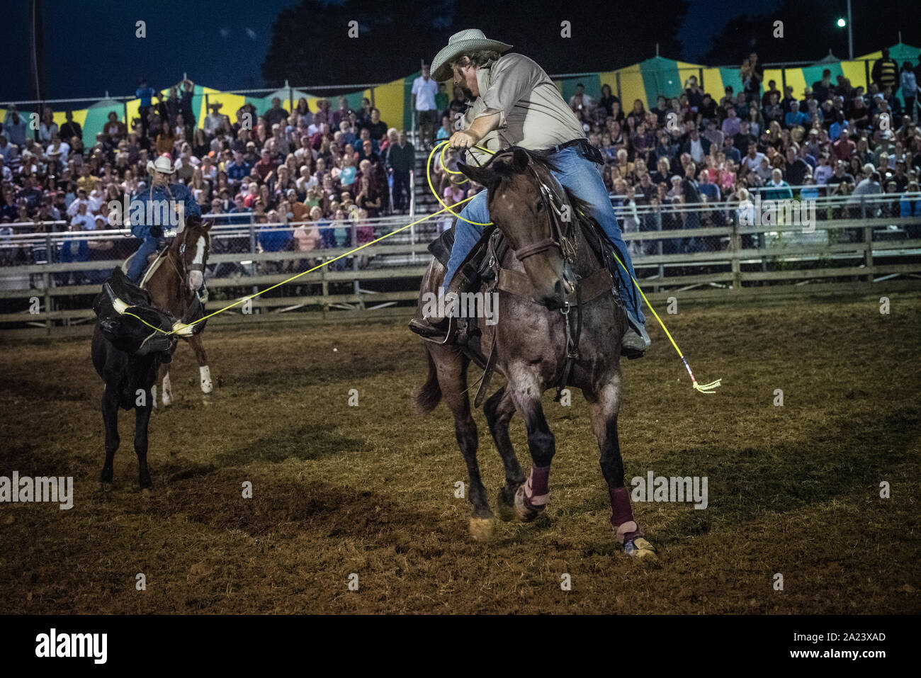 Country fair calf roping contest Stock Photo - Alamy