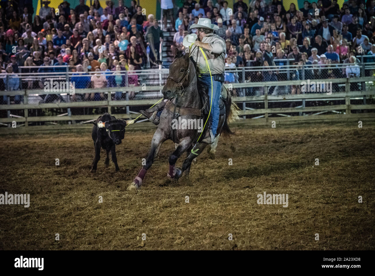 Country fair calf roping contest Stock Photo - Alamy