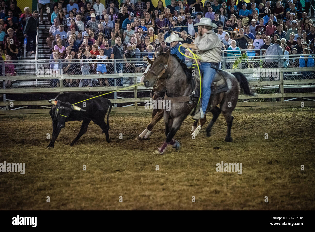 Country fair calf roping contest Stock Photo - Alamy