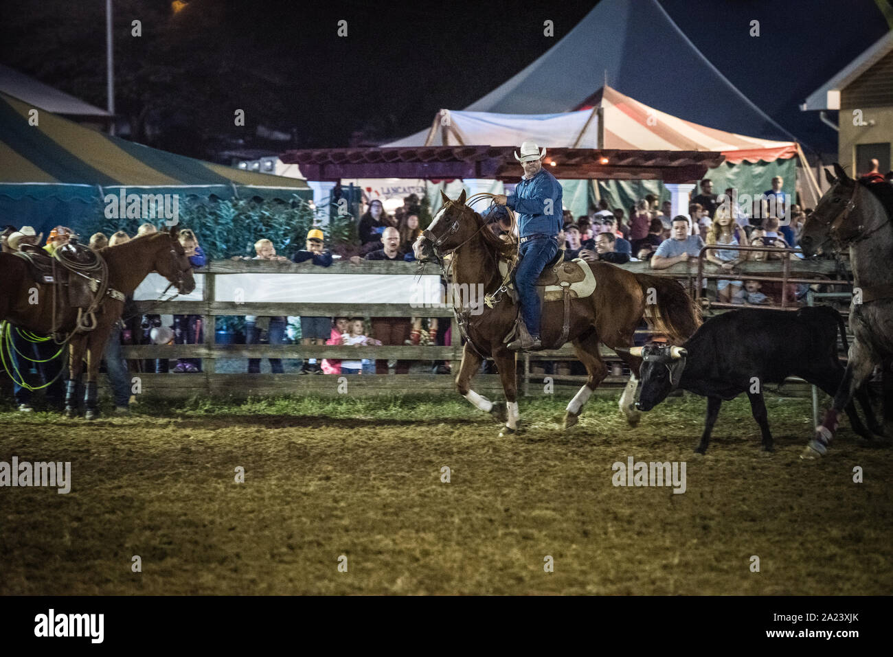 Country fair calf roping contest Stock Photo - Alamy