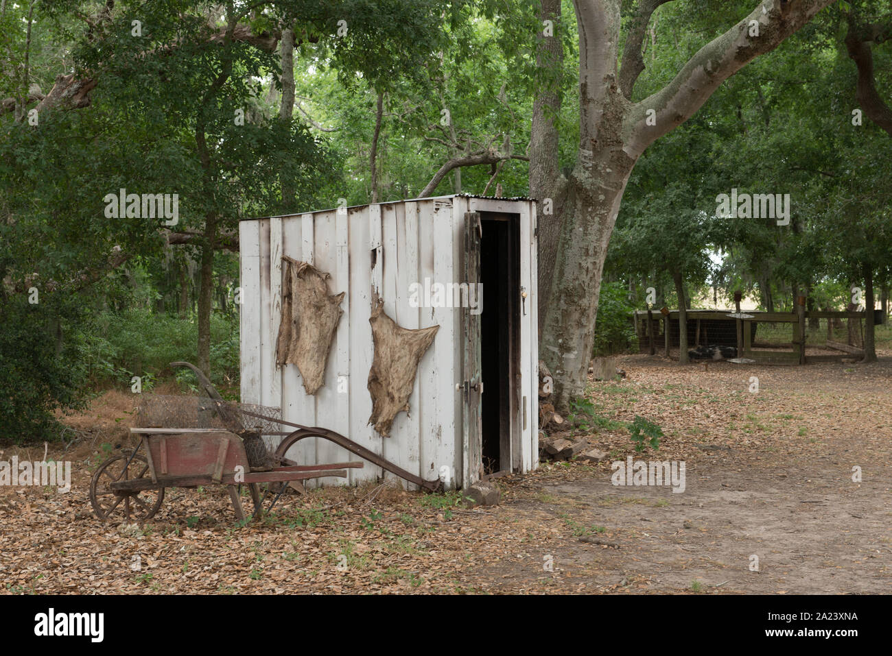 Outbuilding behind a sharecropper's cabin on the George Ranch ...