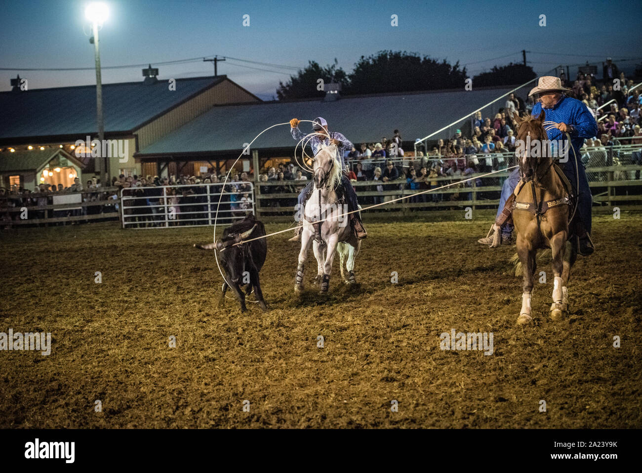 Country fair calf roping contest Stock Photo - Alamy