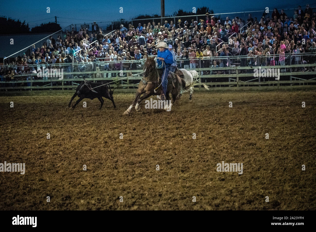 Country fair calf roping contest Stock Photo - Alamy