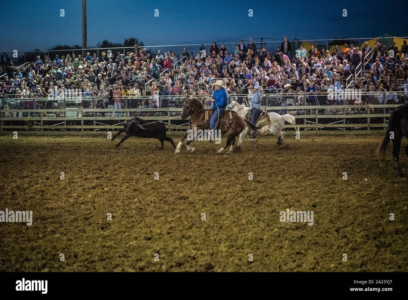 Country fair calf roping contest Stock Photo - Alamy