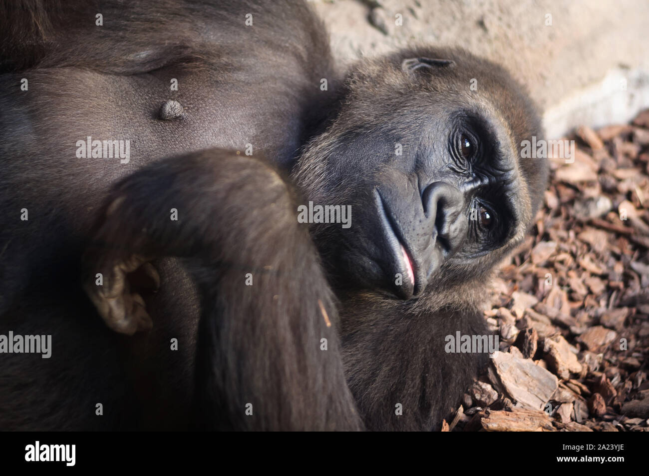 Primates at rest hi-res stock photography and images - Alamy