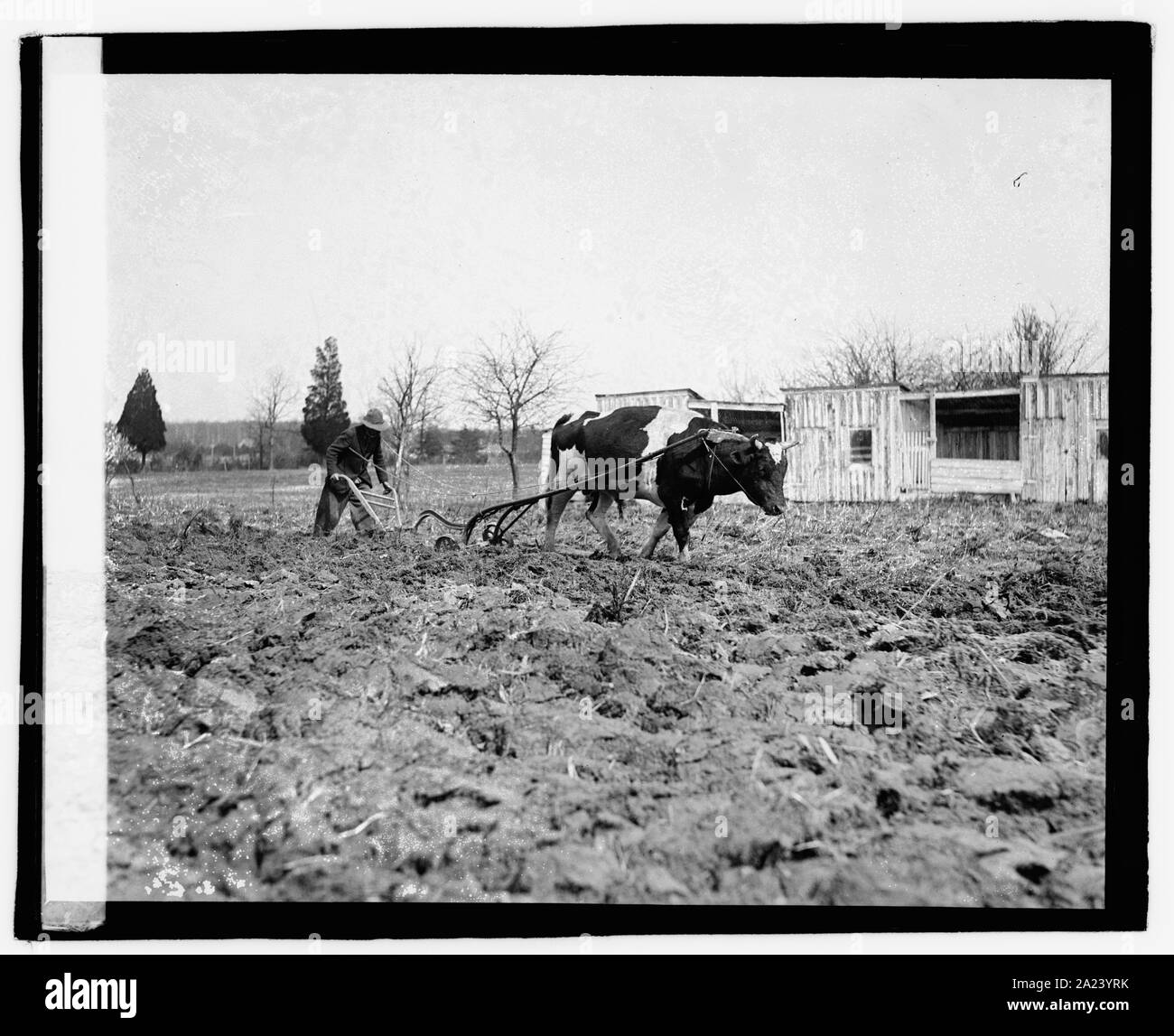 Ox pulling plow Stock Photo - Alamy