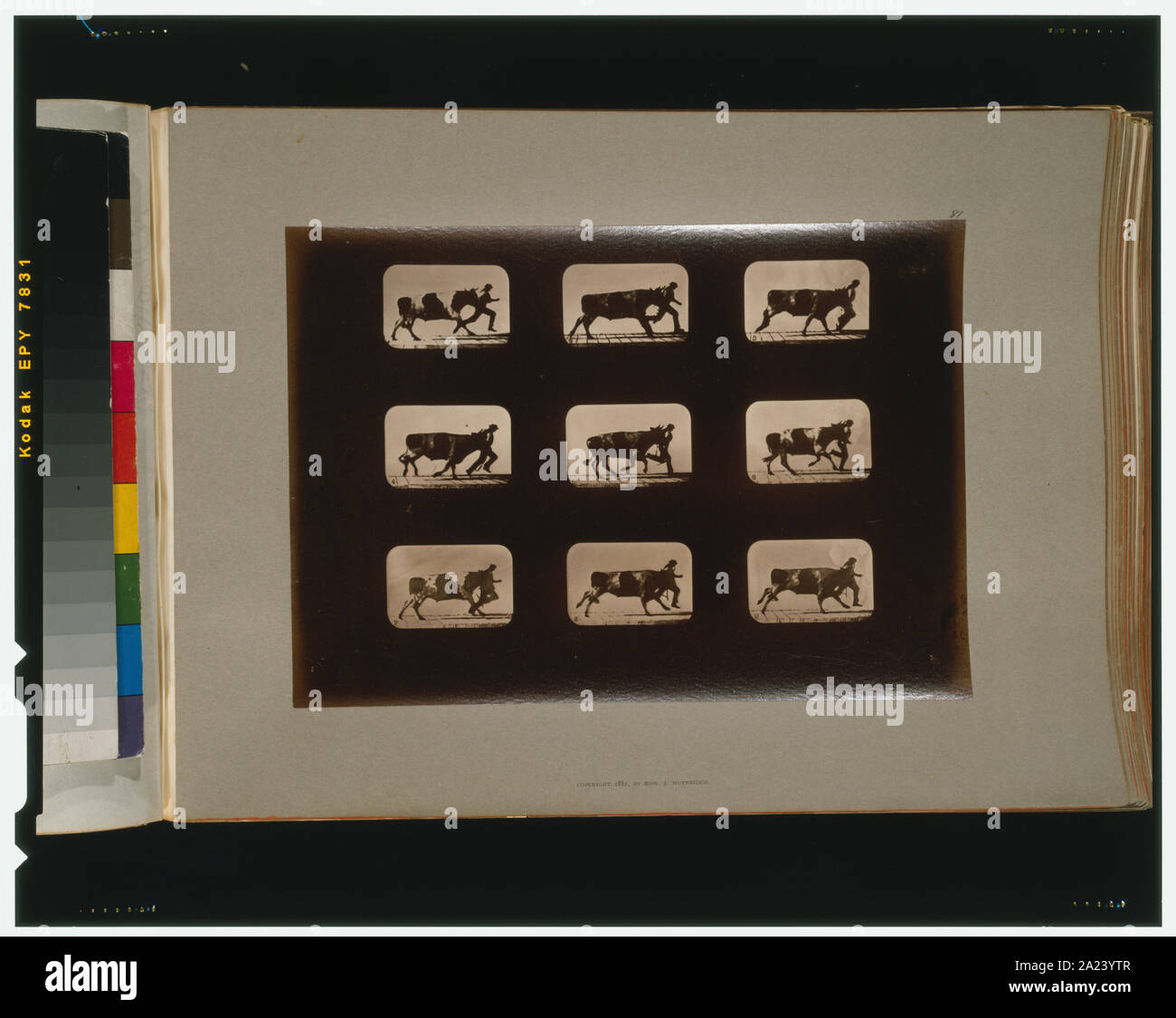 Ox, running, irregular Stock Photo - Alamy