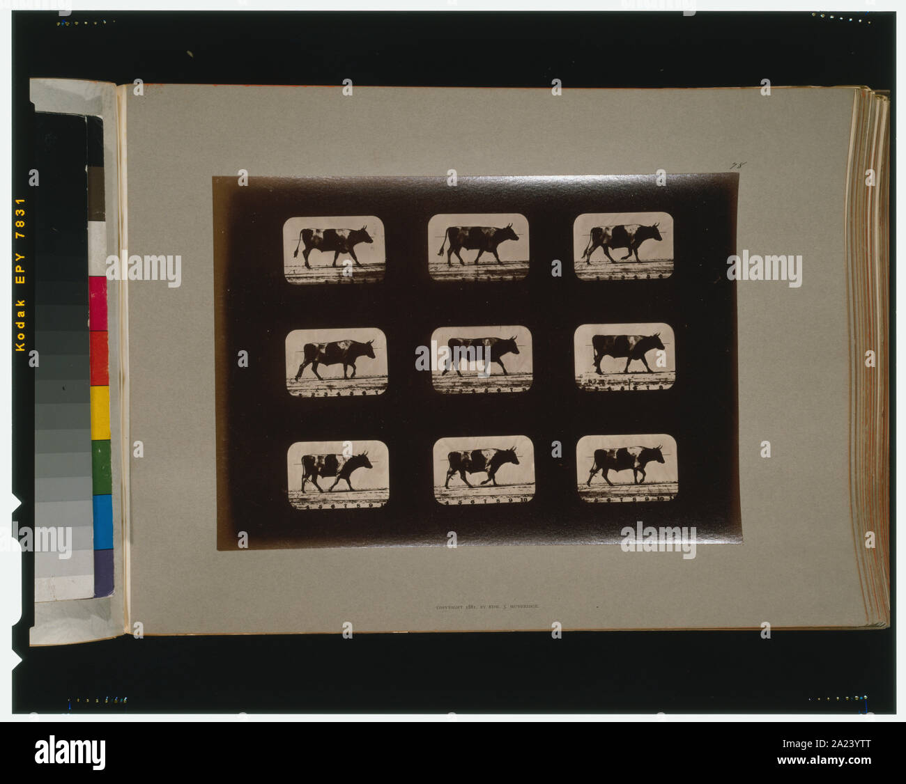 Livestock movement hi-res stock photography and images - Alamy