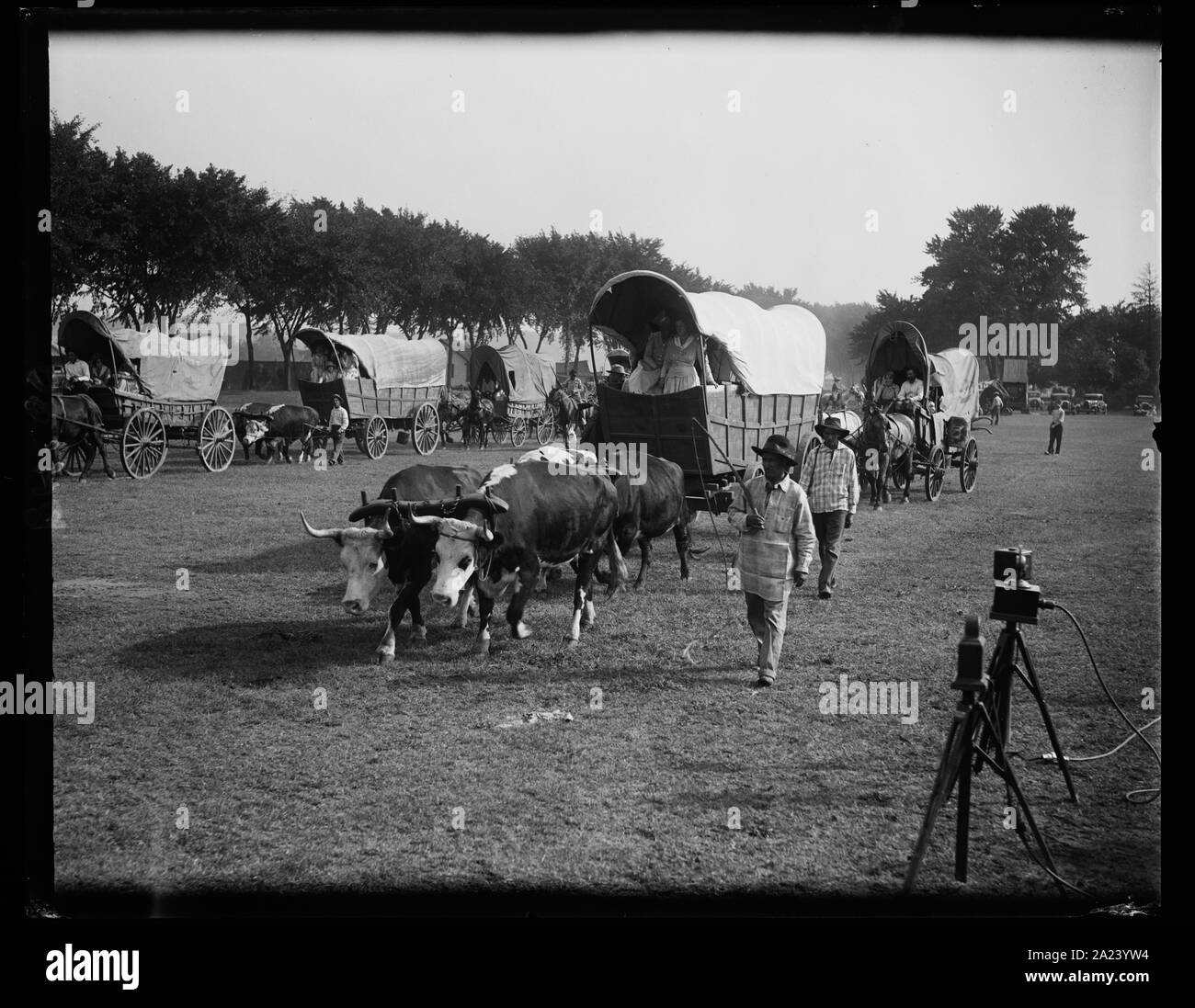 Oxen pulling covered wagons Stock Photo - Alamy