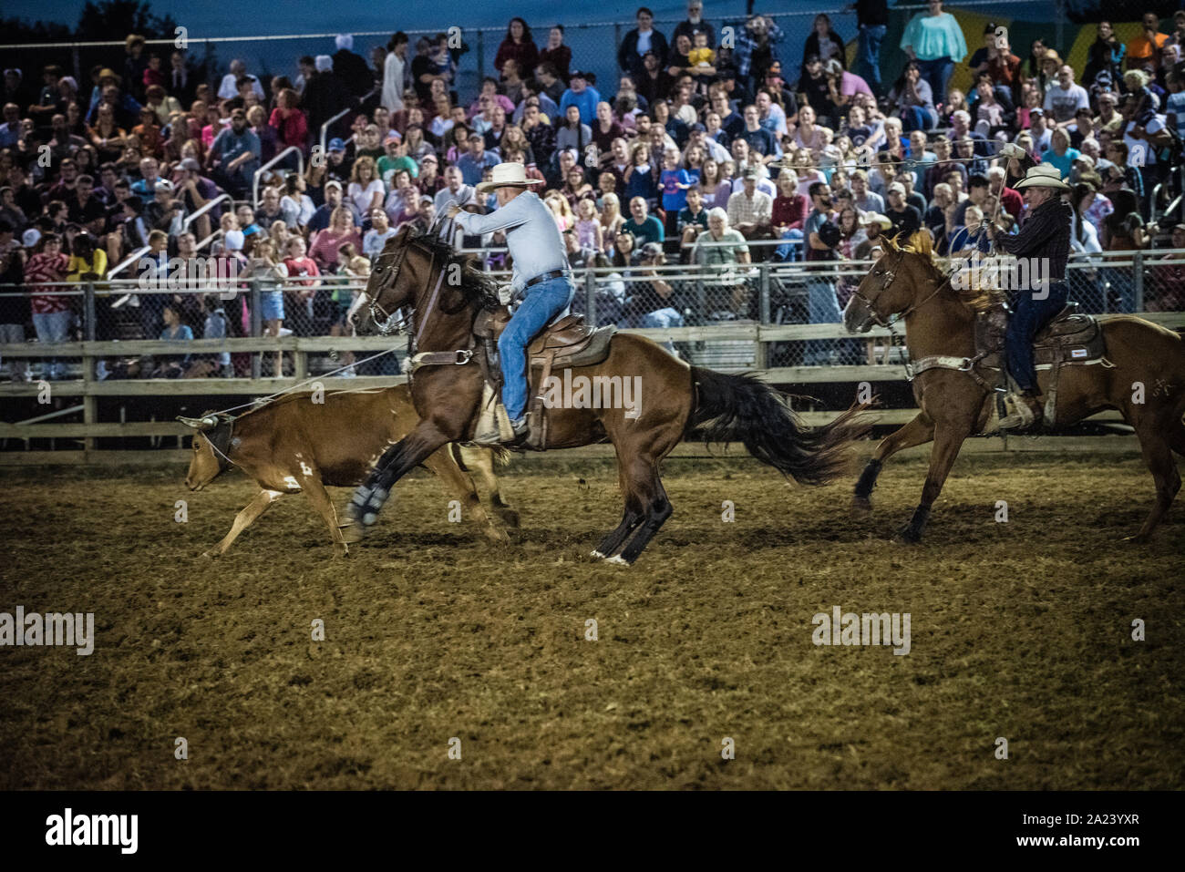 Cowboy ropes calf lasso competition hi-res stock photography and images ...