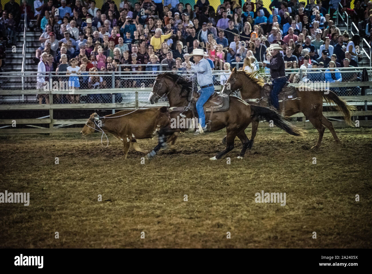 Country fair calf roping contest Stock Photo - Alamy