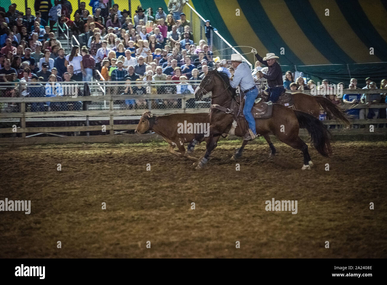 Country fair calf roping contest Stock Photo - Alamy