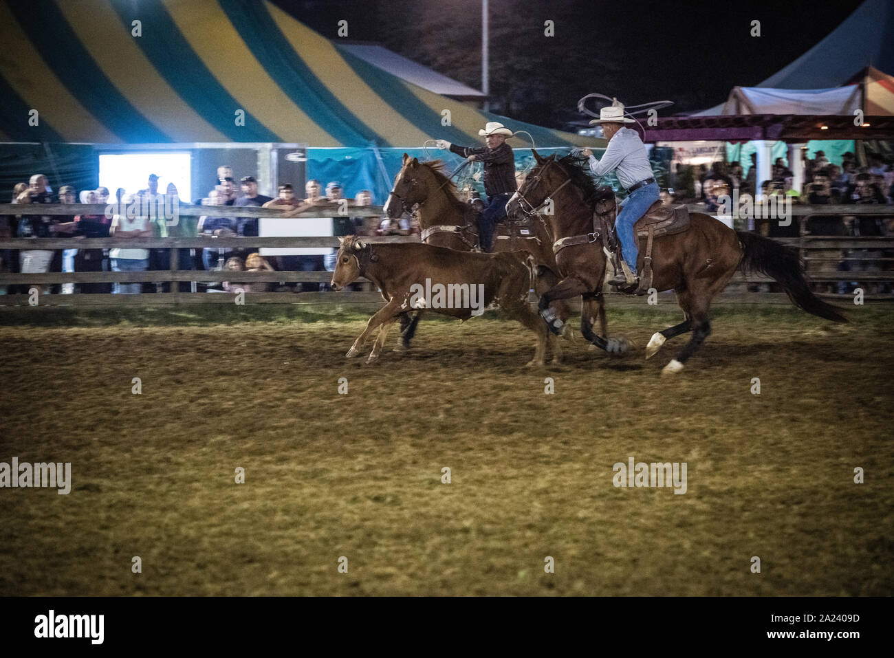 Roping arena hi-res stock photography and images - Alamy