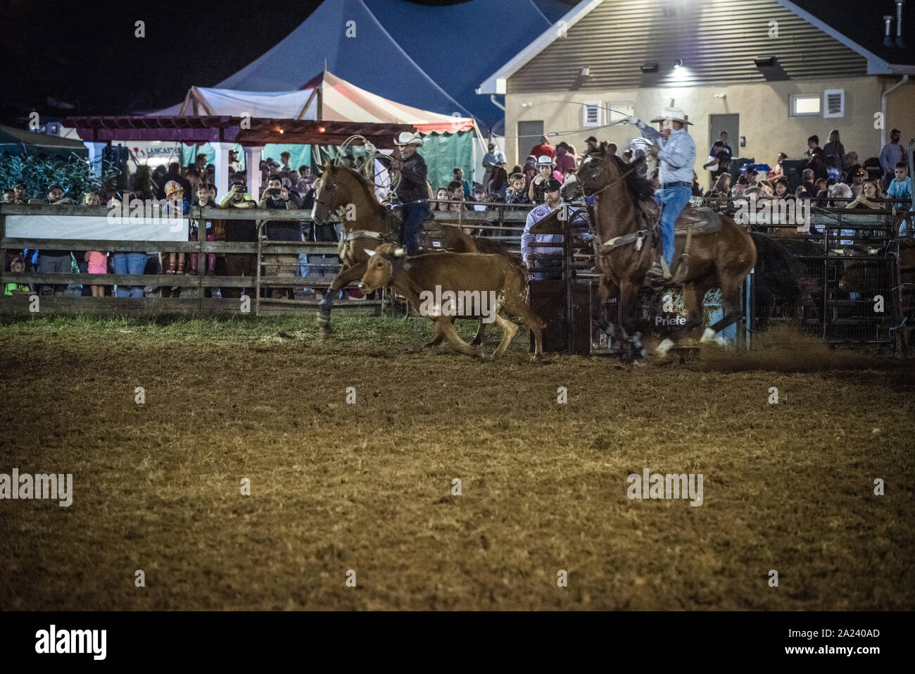 Country fair calf roping contest Stock Photo - Alamy