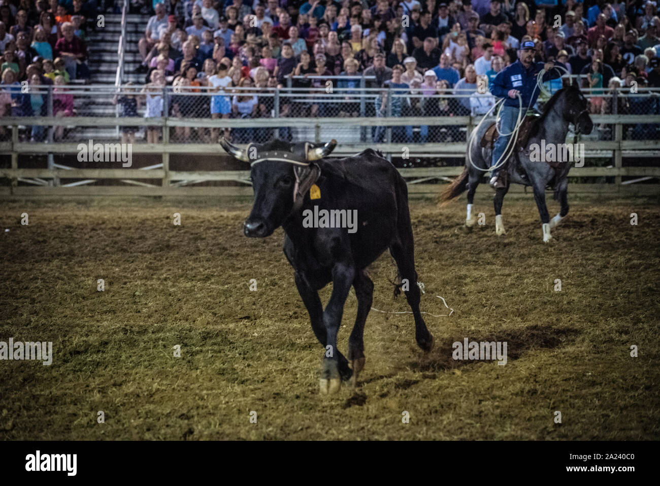 Country fair calf roping contest Stock Photo - Alamy