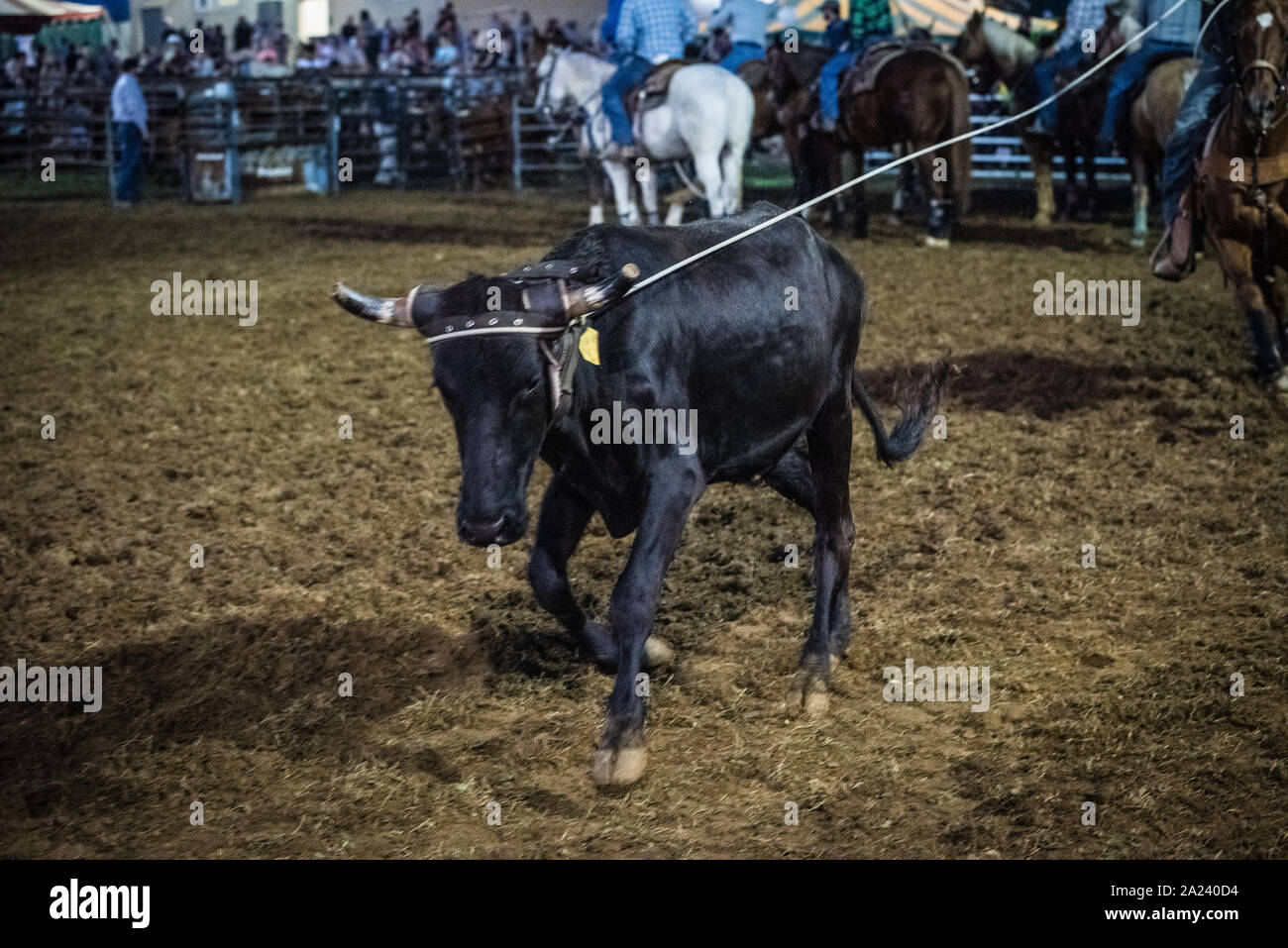 Country fair calf roping contest Stock Photo - Alamy