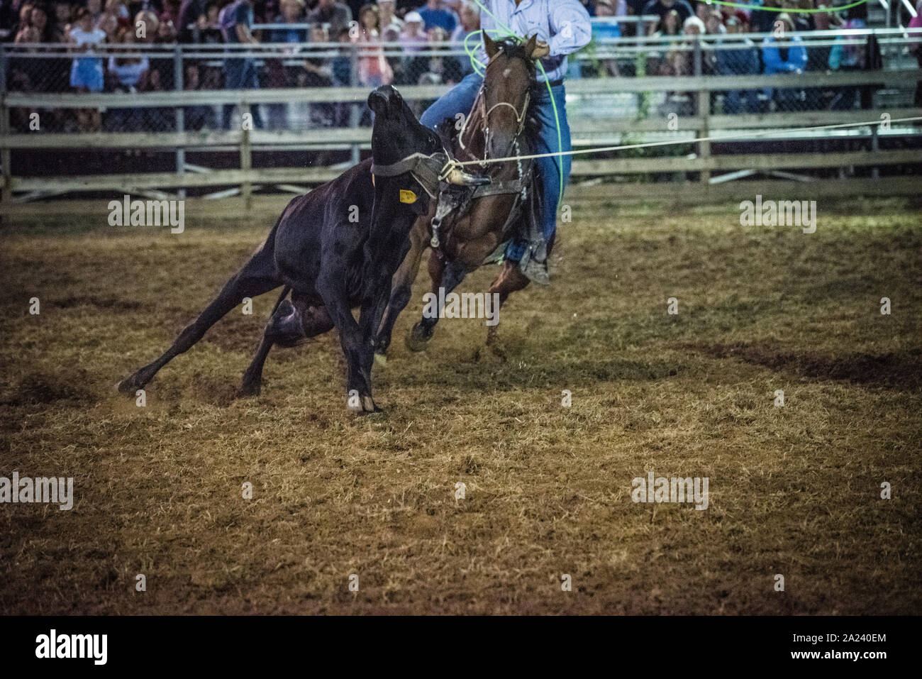 Country fair calf roping contest Stock Photo - Alamy