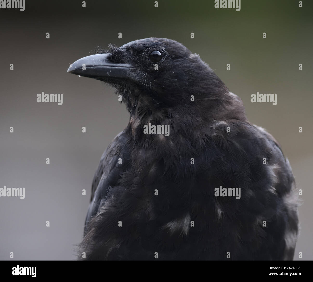 Northwestern crow hi-res stock photography and images - Alamy