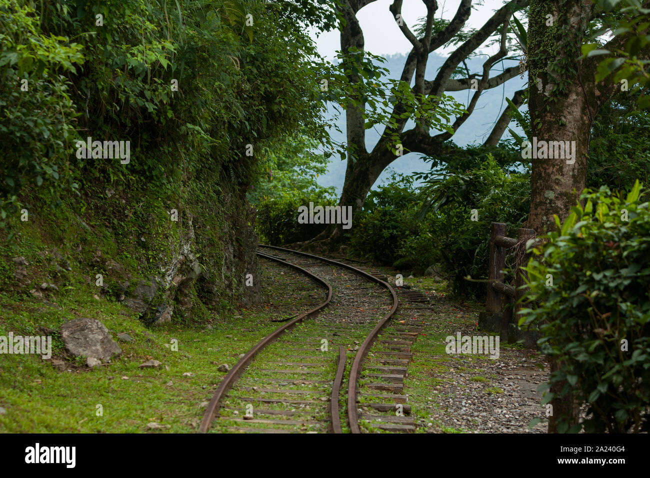 Old train tracks, empty forest railway, forest tram, timber line ...