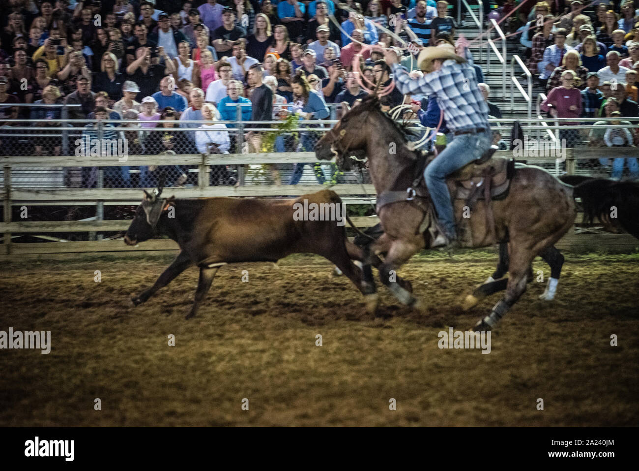 Country fair calf roping contest Stock Photo - Alamy