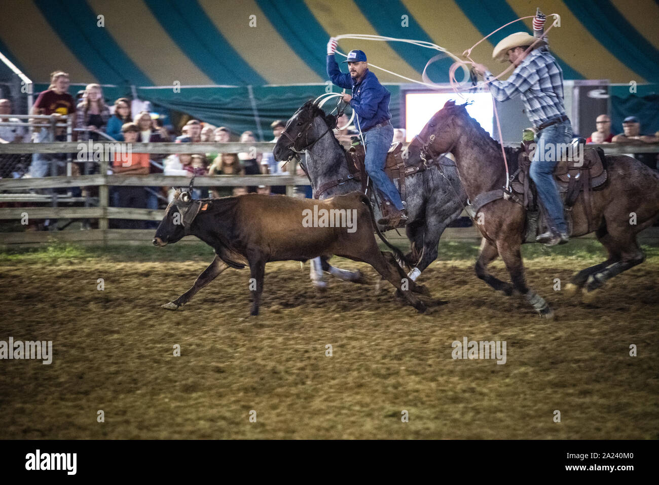 Country fair calf roping contest Stock Photo - Alamy