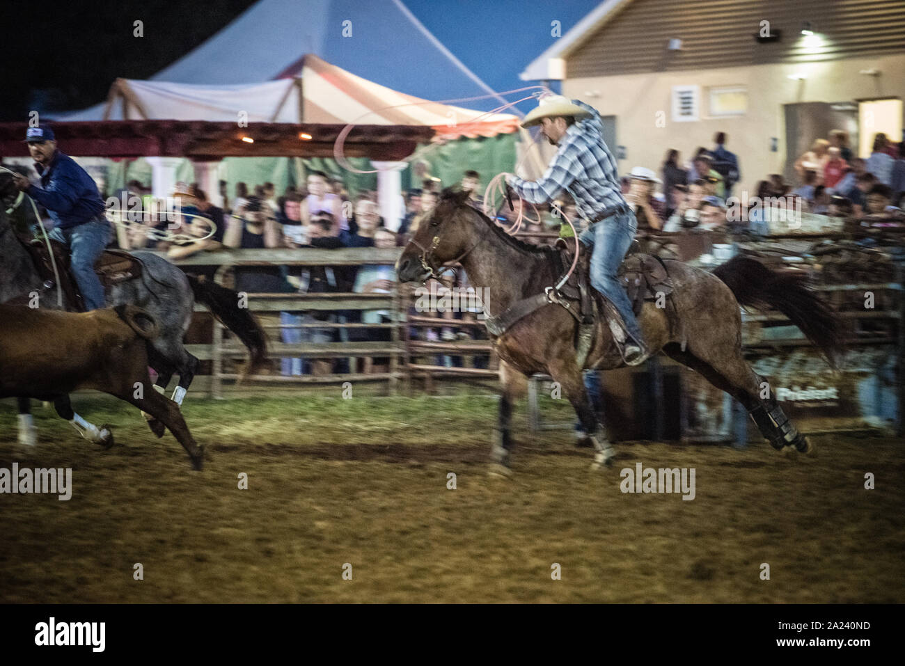 Country fair calf roping contest Stock Photo - Alamy