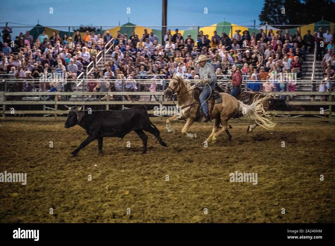 Country fair calf roping contest Stock Photo - Alamy
