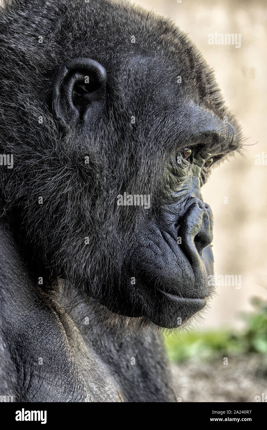 Gorilla closeup hi-res stock photography and images - Alamy