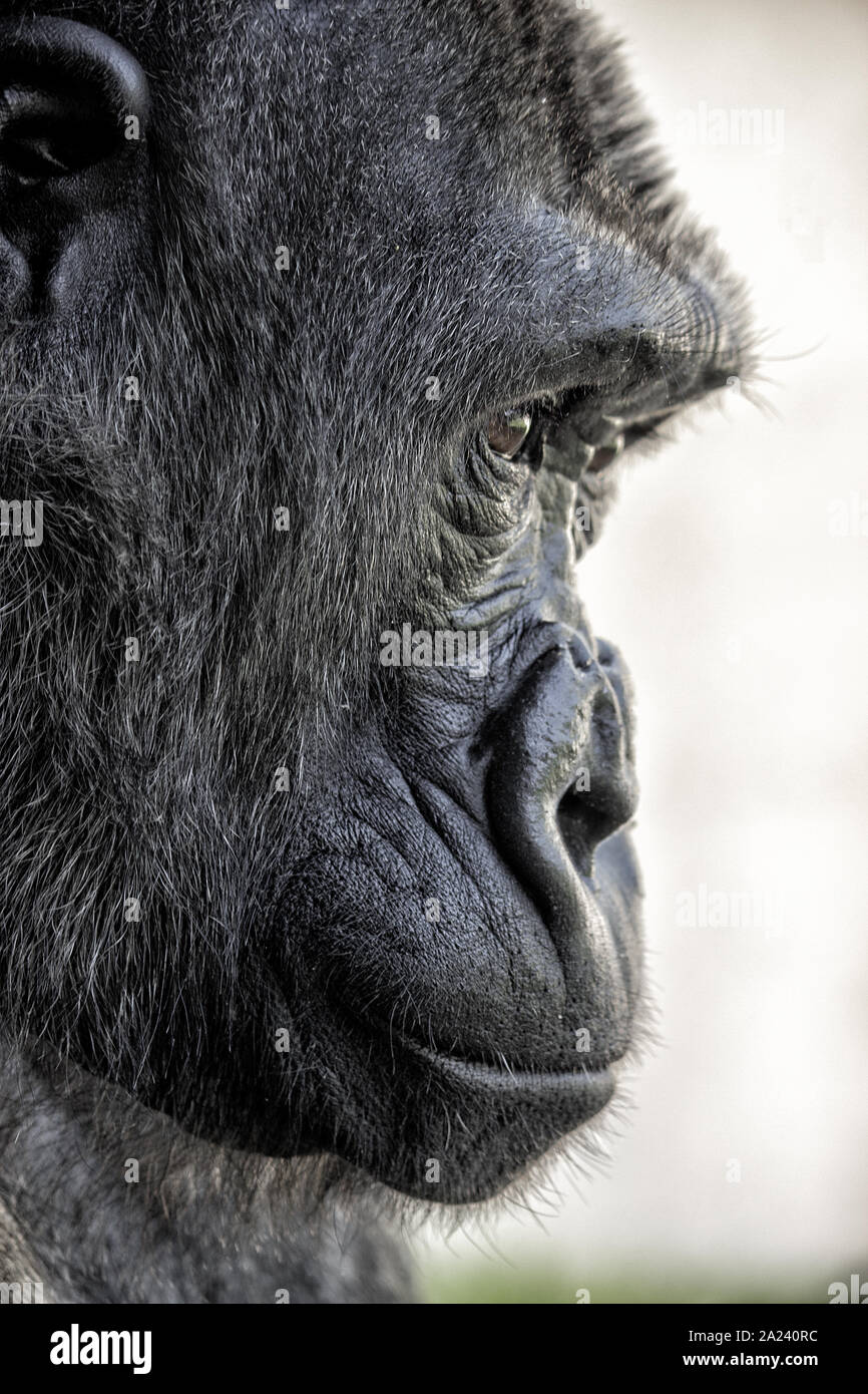 Gorilla. Closeup of face and facing right Stock Photo - Alamy