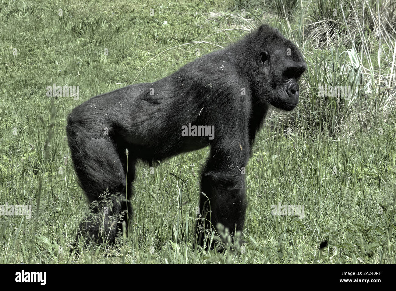 Gorilla. Full body shot and standing on all fours in field of grass ...