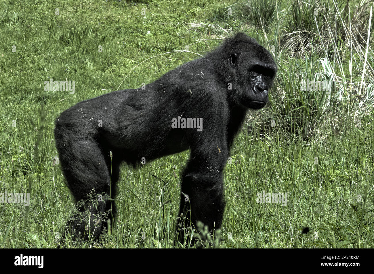 Gorilla. Full body shot and standing on all fours in field of grass ...