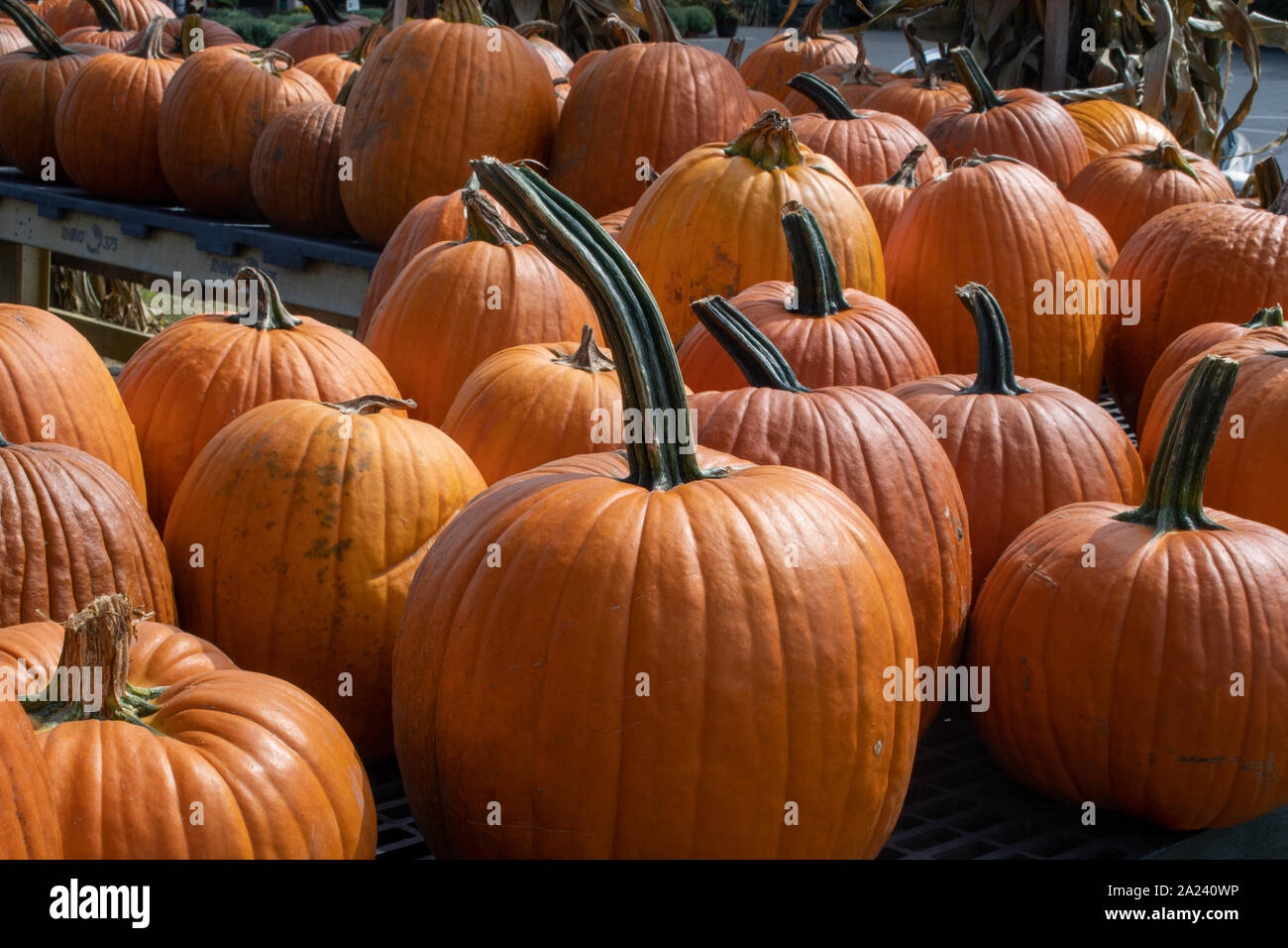 Connecticut green corn hi-res stock photography and images - Alamy