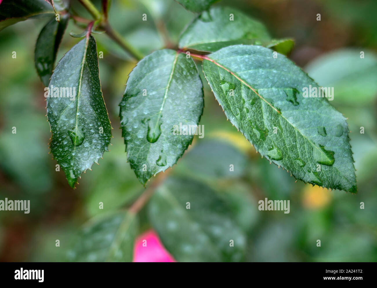 Dripping hi-res stock photography and images - Alamy