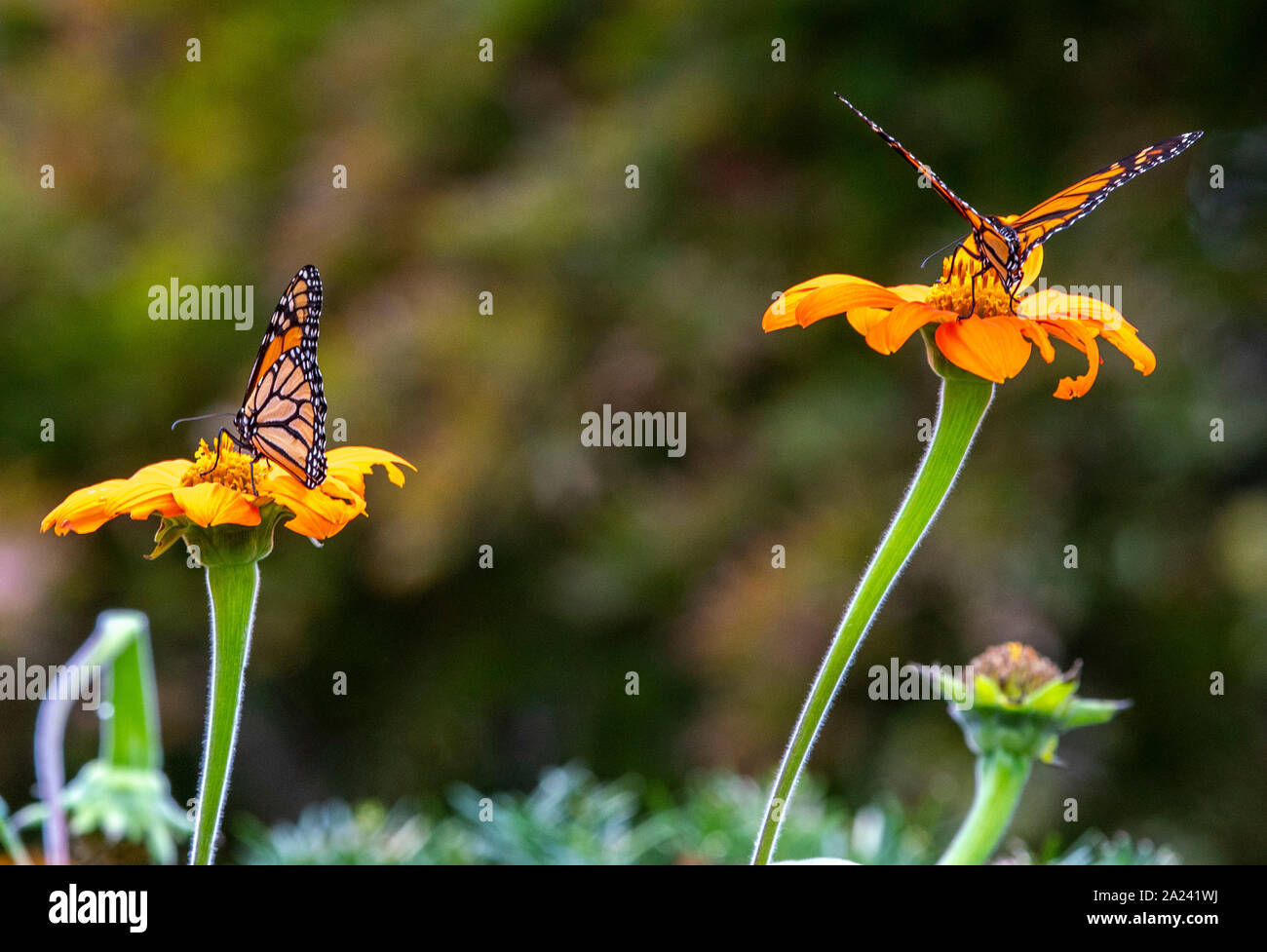 Two on the top hi-res stock photography and images - Alamy