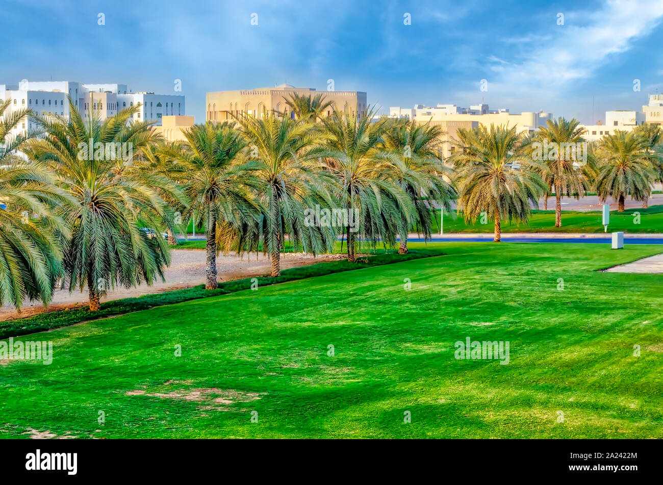 Beautiful lawn with palm trees with the cityscape in the background ...